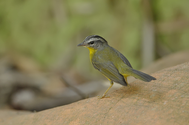 Foto pula-pula (Basileuterus culicivorus) Por João Pedro Faulstich ...