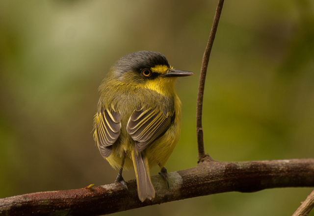 Foto teque-teque (Todirostrum poliocephalum) Por Henry Miller Alexandre ...