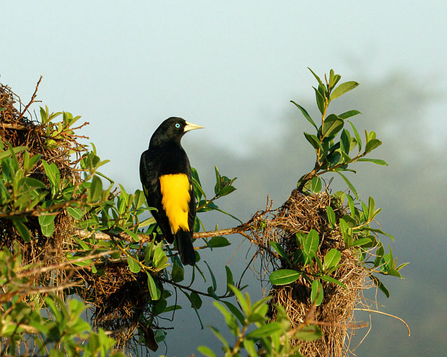 Foto xexéu (Cacicus cela) Por James Mcleod | Wiki Aves - A Enciclopédia ...