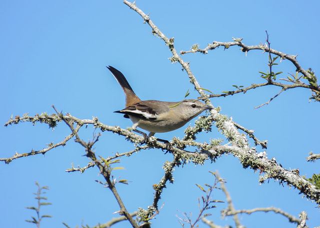 Foto calhandra-de-três-rabos (Mimus triurus) Por Arthur Gomes | Wiki ...