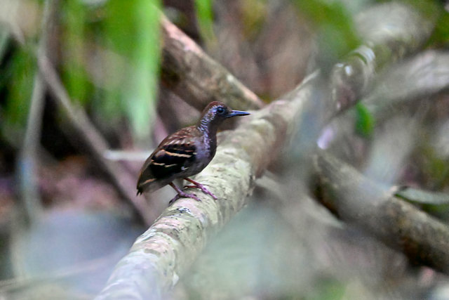 Foto pinto-do-mato-carijó (Myrmornis torquata) Por Raimundo Carvalho ...