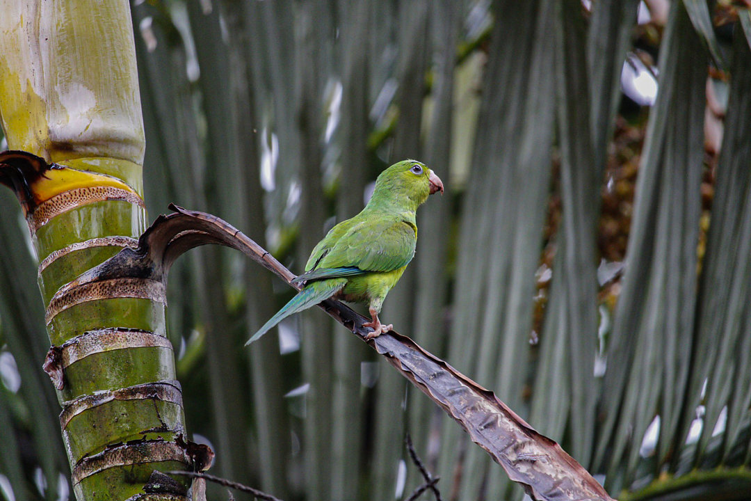Foto periquito-rico (Brotogeris tirica) Por Daniel T. Silva | Wiki Aves ...