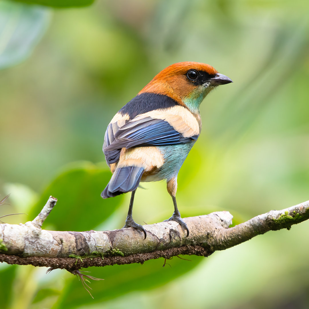 Foto saíra-sapucaia (Stilpnia peruviana) Por Fabyano Costa | Wiki Aves ...