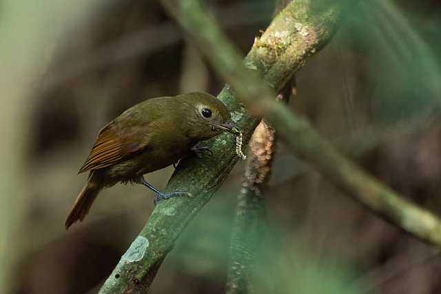 Foto flautim (Schiffornis virescens) Por Luciano Bernardes | Wiki Aves ...