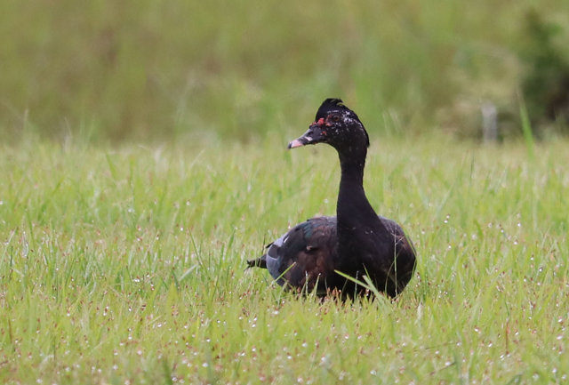 Foto pato-do-mato (Cairina moschata) Por Franciane S. Pereira | Wiki ...