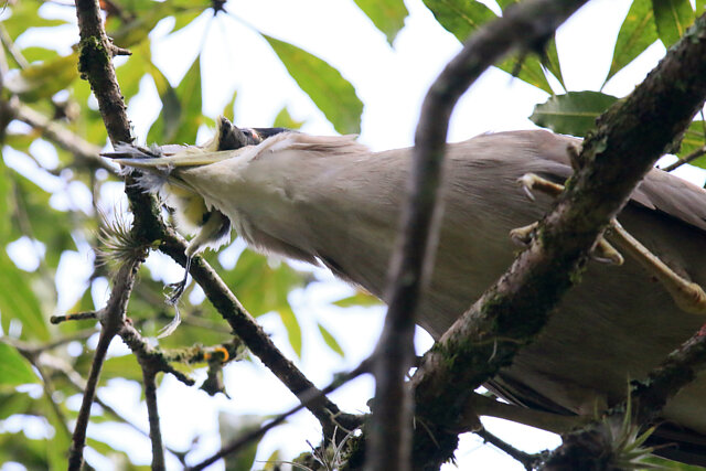 Foto socó-dorminhoco (Nycticorax nycticorax) Por Maximo Oppicci | Wiki ...