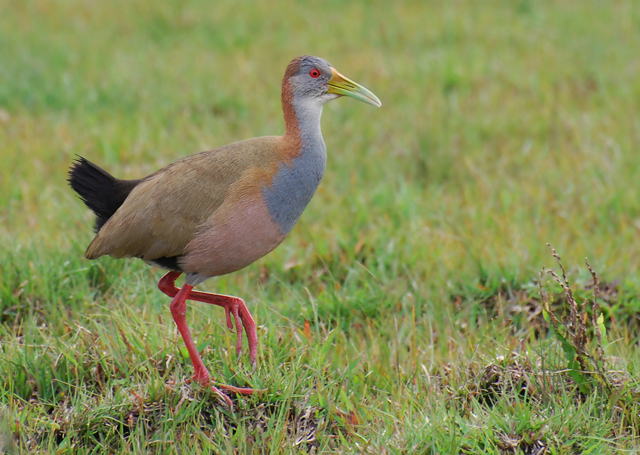 Foto saracuruçu (Aramides ypecaha) Por Caco Schwertner | Wiki Aves - A ...