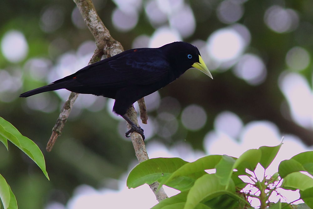 Foto guaxe (Cacicus haemorrhous) Por Johann Tascon | Wiki Aves - A ...
