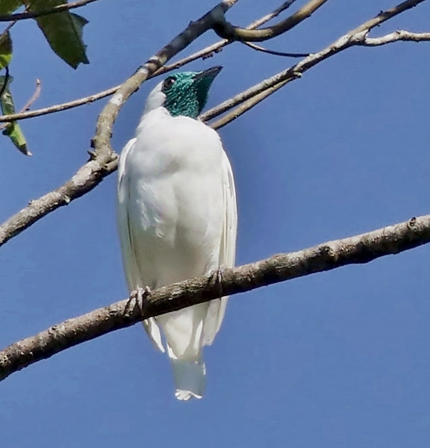Foto araponga (Procnias nudicollis) Por Carlos E. Blanco | Wiki Aves ...