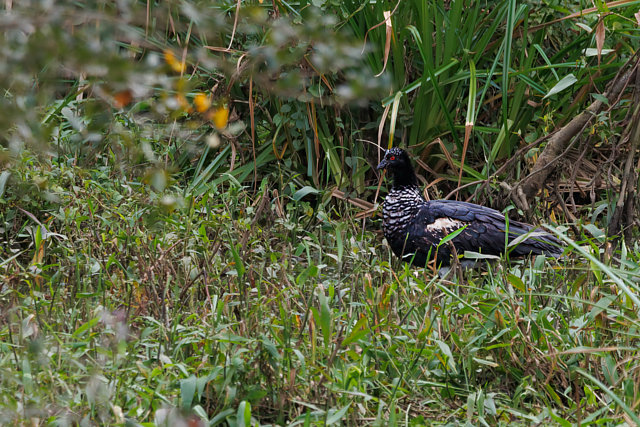 Foto anhuma (Anhima cornuta) Por Alfonso Perez | Wiki Aves - A ...