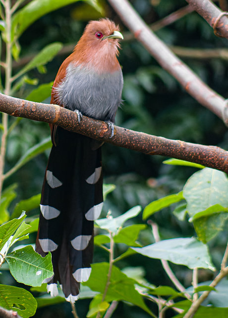Foto alma-de-gato (Piaya cayana) Por Enéas G. Junior | Wiki Aves - A Enciclopédia das Aves do Brasil