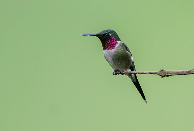 Foto estrelinha-ametista (Calliphlox amethystina) Por Claudio Furini ...