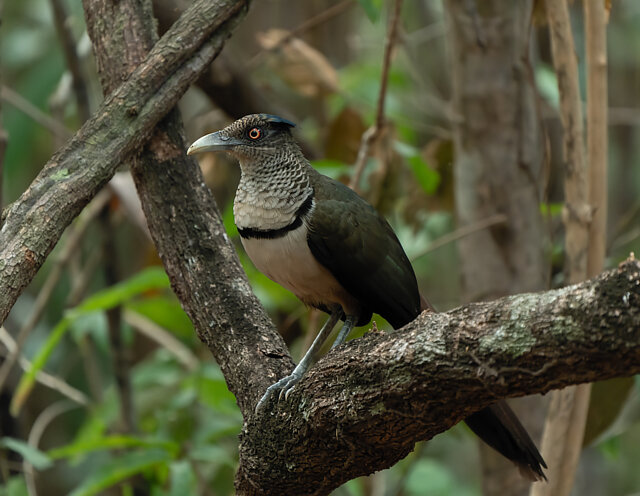 Foto jacu-estalo (Neomorphus geoffroyi) Por Luis Morais_ | Wiki Aves ...