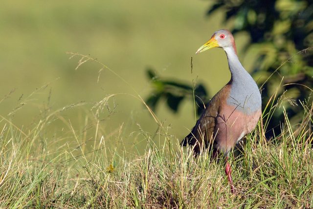 Foto saracuruçu (Aramides ypecaha) Por Márcio Torres | Wiki Aves - A ...