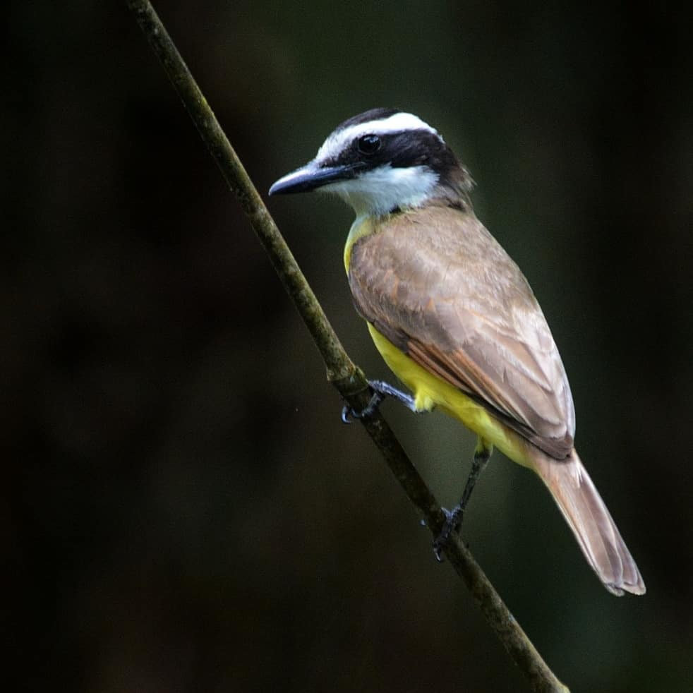 Foto bem-te-vi (Pitangus sulphuratus) Por Iris Oliveira | Wiki Aves - A Enciclopédia das Aves do ...