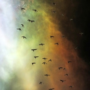 Apodidae | WikiAves - A Enciclopédia das Aves do Brasil