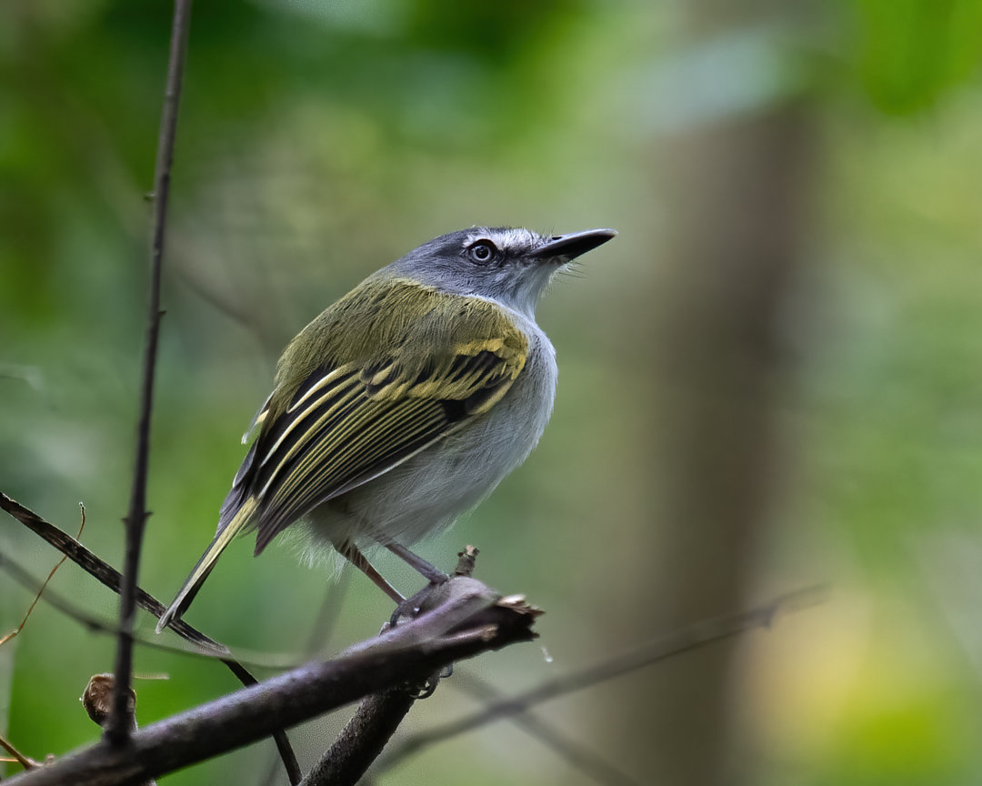 Foto ferreirinho-da-capoeira (Poecilotriccus sylvia) Por Adrian Rupp ...
