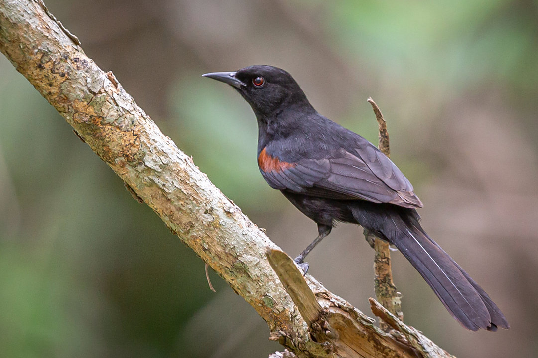 Foto encontro (Icterus pyrrhopterus) Por Paulo Fernando Bertagnolli ...