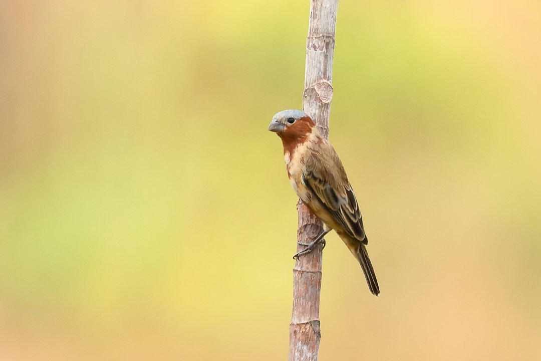 Foto caboclinho-de-chapéu-cinzento (Sporophila cinnamomea) Por Marcelo ...
