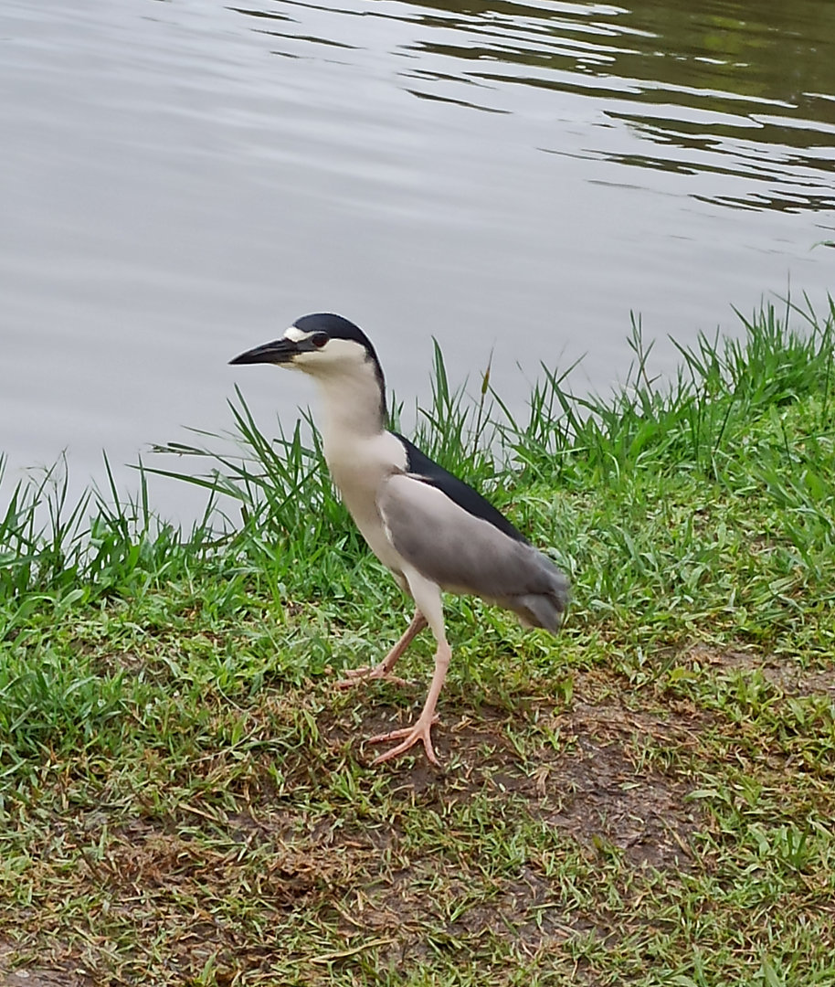 Foto socó-dorminhoco (Nycticorax nycticorax) Por Lucas Rodrigues 4 ...