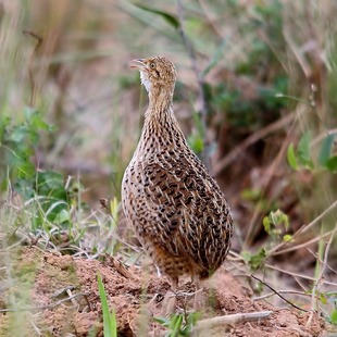 codorna-amarela (Nothura maculosa) | WikiAves - A Enciclopédia das Aves ...