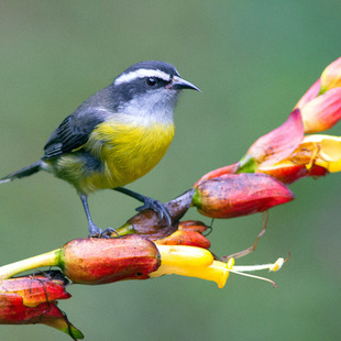 cambacica (Coereba flaveola) | WikiAves - A Enciclopédia das Aves do Brasil