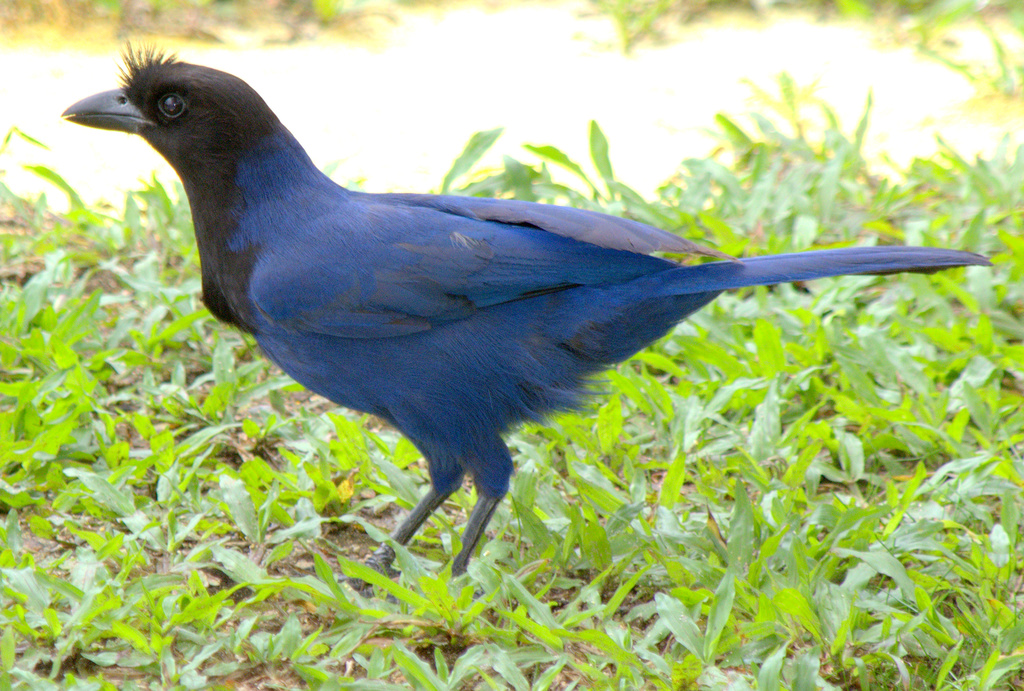 Foto gralha-azul (Cyanocorax caeruleus) Por Glauco Tonello | Wiki Aves ...