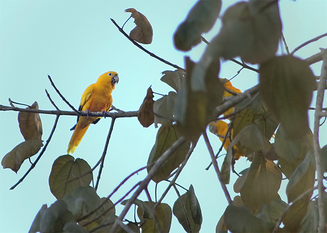 Foto ararajuba (Guaruba guarouba) Por Adriel Raach | Wiki Aves - A ...