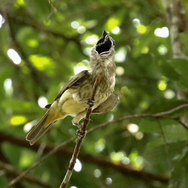 araponga-da-amazônia (Procnias albus) | WikiAves - A Enciclopédia das ...