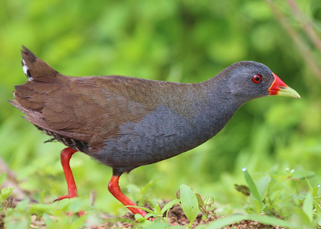Foto turu-turu (Neocrex erythrops) Por Pedro Têia | Wiki Aves - A ...