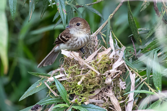 Foto filipe (Myiophobus fasciatus) Por Mario Polidoro | Wiki Aves - A ...
