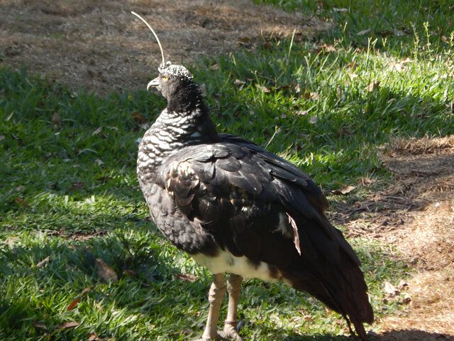 Foto anhuma (Anhima cornuta) Por Lucas Ribeiro 4 | Wiki Aves - A ...
