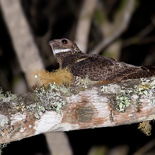 tuju (Lurocalis semitorquatus) | WikiAves - A Enciclopédia das Aves do ...