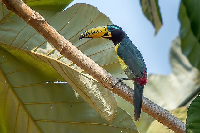 araçari-de-bico-riscado (Pteroglossus inscriptus) | WikiAves - A ...