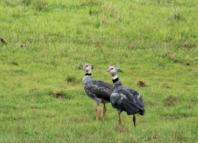 Foto tachã (Chauna torquata) Por Adelita Rauber | Wiki Aves - A Enciclopédia das Aves do Brasil