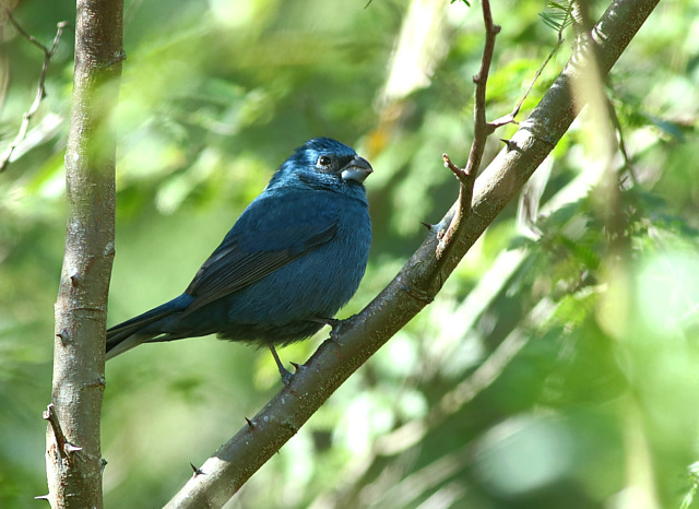 Foto azulinho (Cyanoloxia glaucocaerulea) Por Jorge Correia Neto | Wiki ...