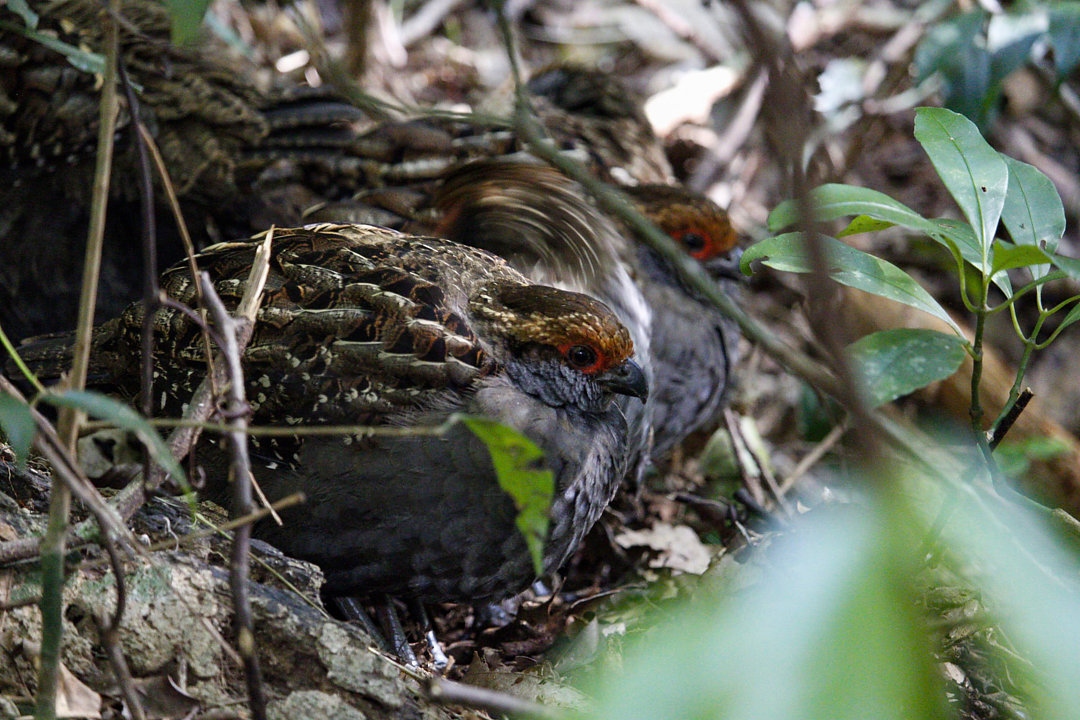 Foto uru (Odontophorus capueira) Por Daniel T. Silva | Wiki Aves - A ...