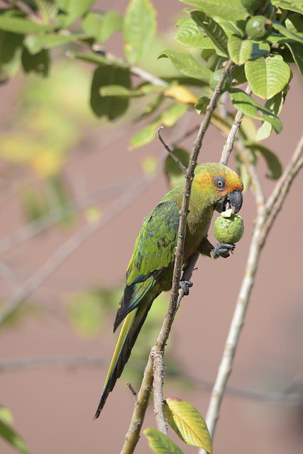 Foto jandaia-de-testa-vermelha (Aratinga auricapillus) Por Duílio Lobo ...