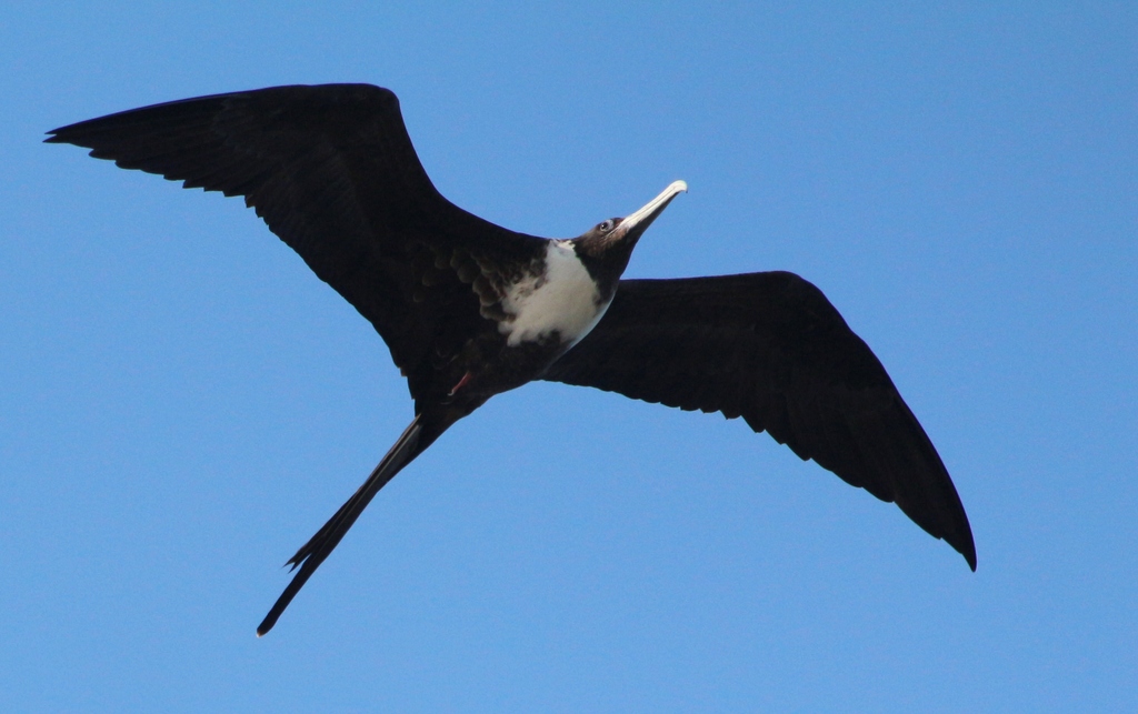 Foto fragata (Fregata magnificens) Por Leonardo Casadei | Wiki Aves - A ...