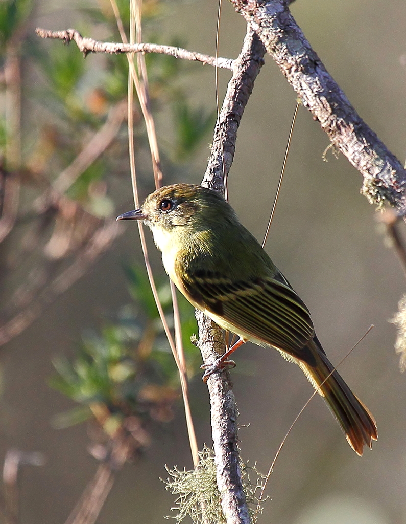 Foto cabeçudo (Leptopogon amaurocephalus) Por Sergio Murilo | Wiki Aves ...