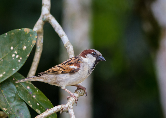 Foto pardal (Passer domesticus) Por Constantino Melo | Wiki Aves - A ...