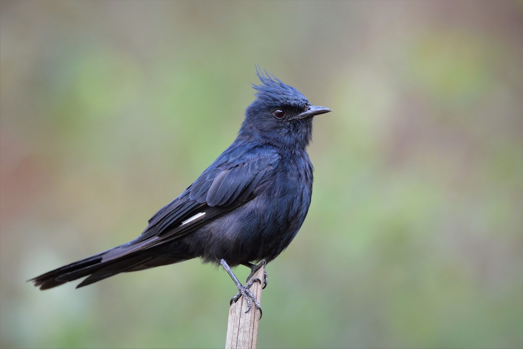 Foto maria-preta-de-penacho (Knipolegus lophotes) Por Arthur Goulart ...
