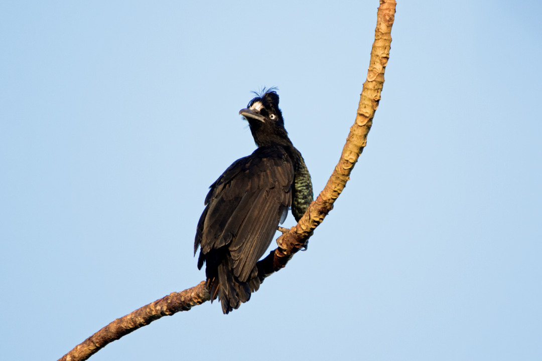 Foto anambé-preto (Cephalopterus ornatus) Por Marcelo Luiz Quirino ...