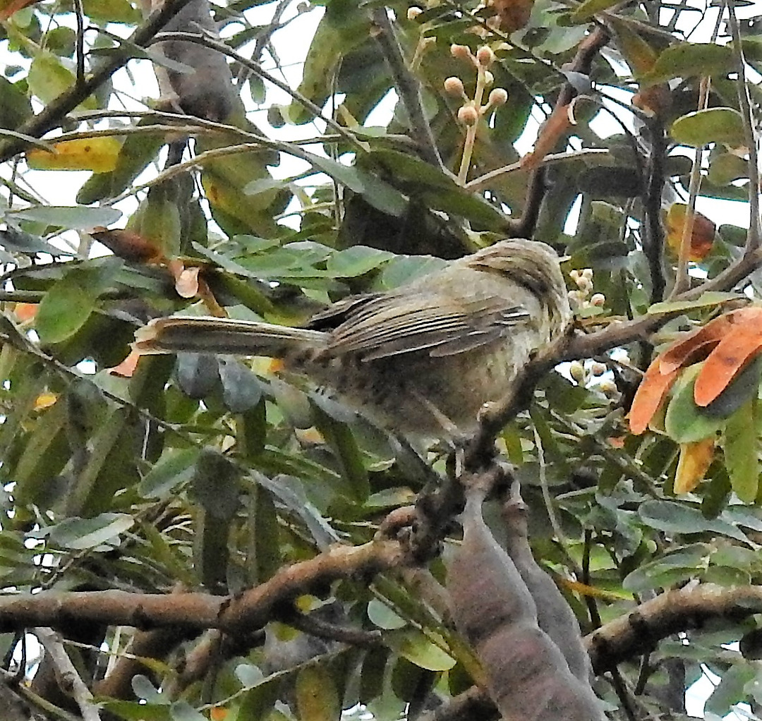 Foto catatau (Campylorhynchus turdinus) Por Gilberto Jose Machado De ...