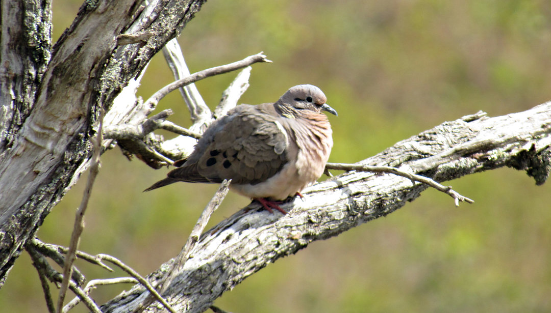 Foto avoante (Zenaida auriculata) Por Leticia C. Souza | Wiki Aves - A ...