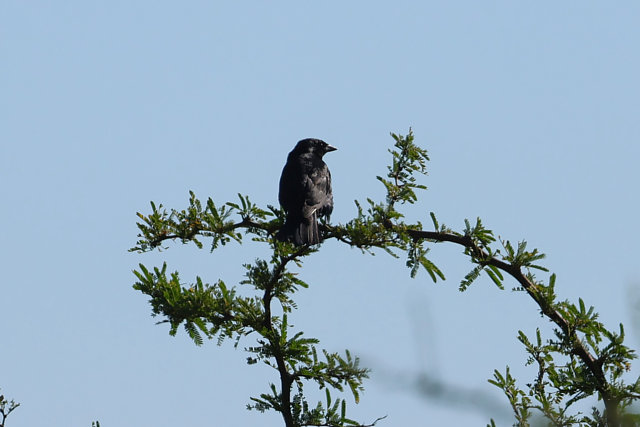 Foto chupim (Molothrus bonariensis) Por Ana Aquino | Wiki Aves - A ...