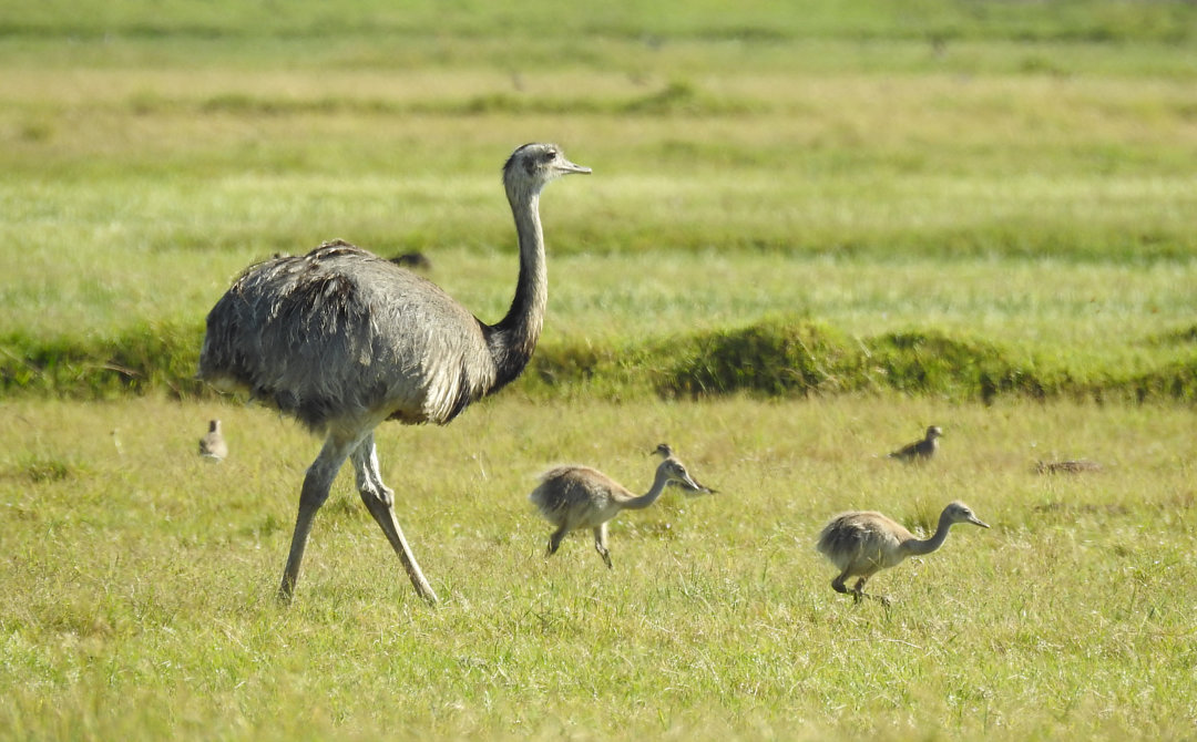 Foto ema (Rhea americana) Por Claudio Cesar | Wiki Aves - A ...