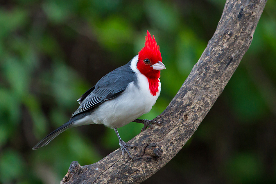 Foto cardeal (Paroaria coronata) Por Alexandre Gualhanone | Wiki Aves ...