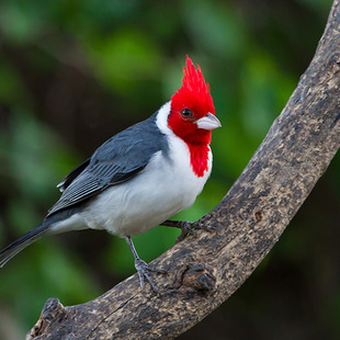 cardeal (Paroaria coronata) | WikiAves - A Enciclopédia das Aves do Brasil