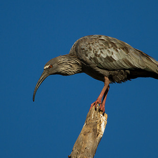 curicaca-real (Theristicus caerulescens) | WikiAves - A Enciclopédia ...